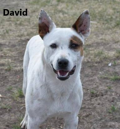 Learn about David the Cattledog - Paws and People